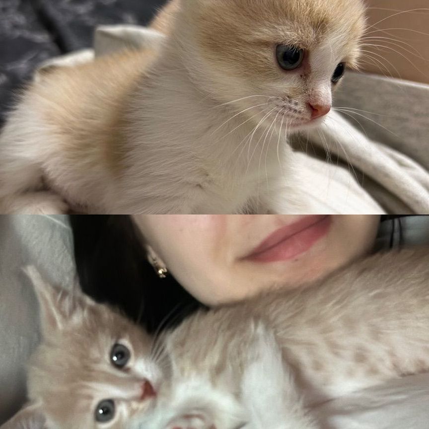 Котята в добрые руки