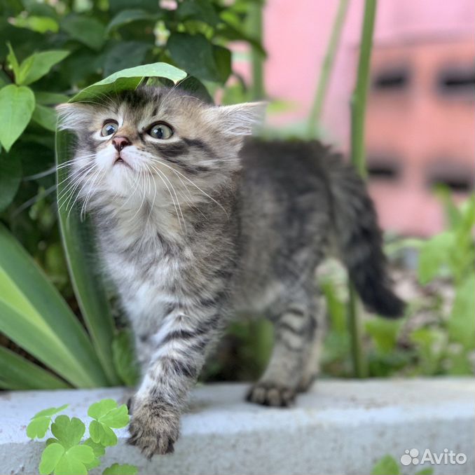 Котенок табби мальчик