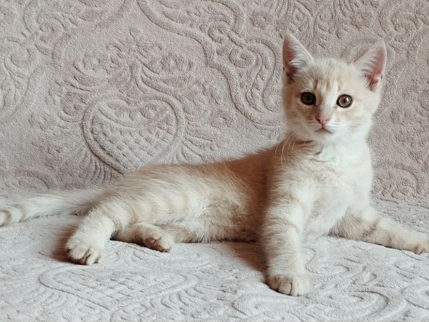 Красивый котенок, в добрые руки, пол -М