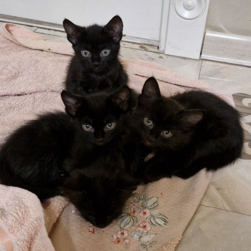 Котята