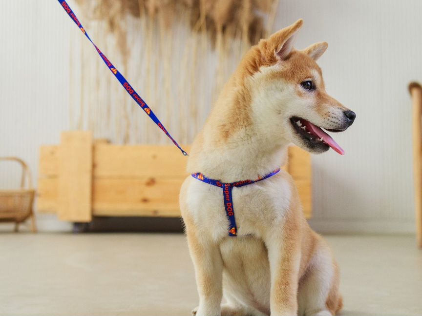 Комплект Super DOG, шлейка 26-39 см, поводок 120х1