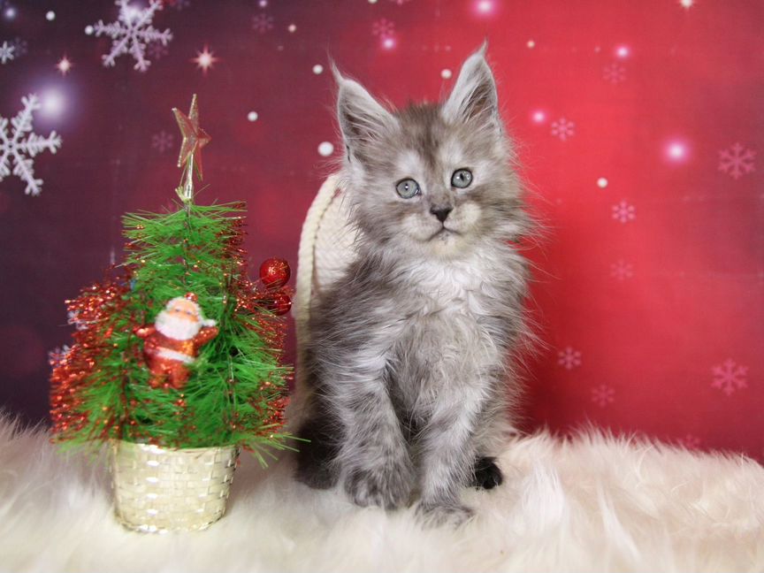 Мейн-кун котик