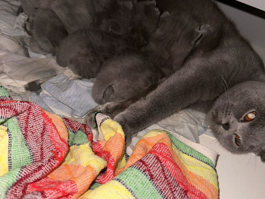 Вислоухие котята