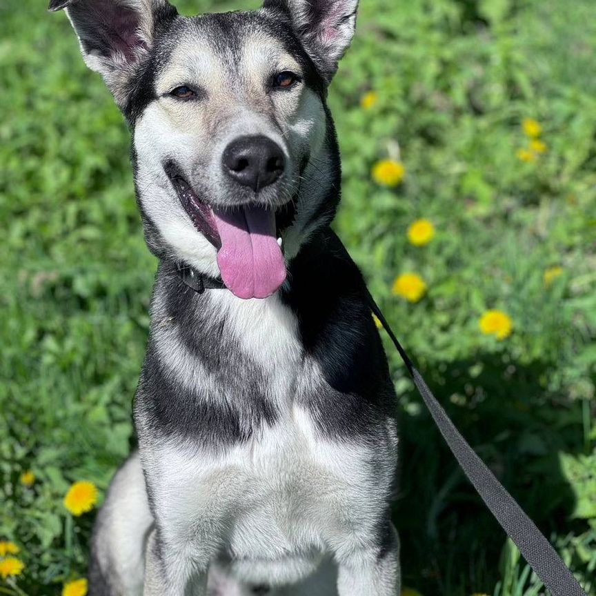 Собака в добрые руки