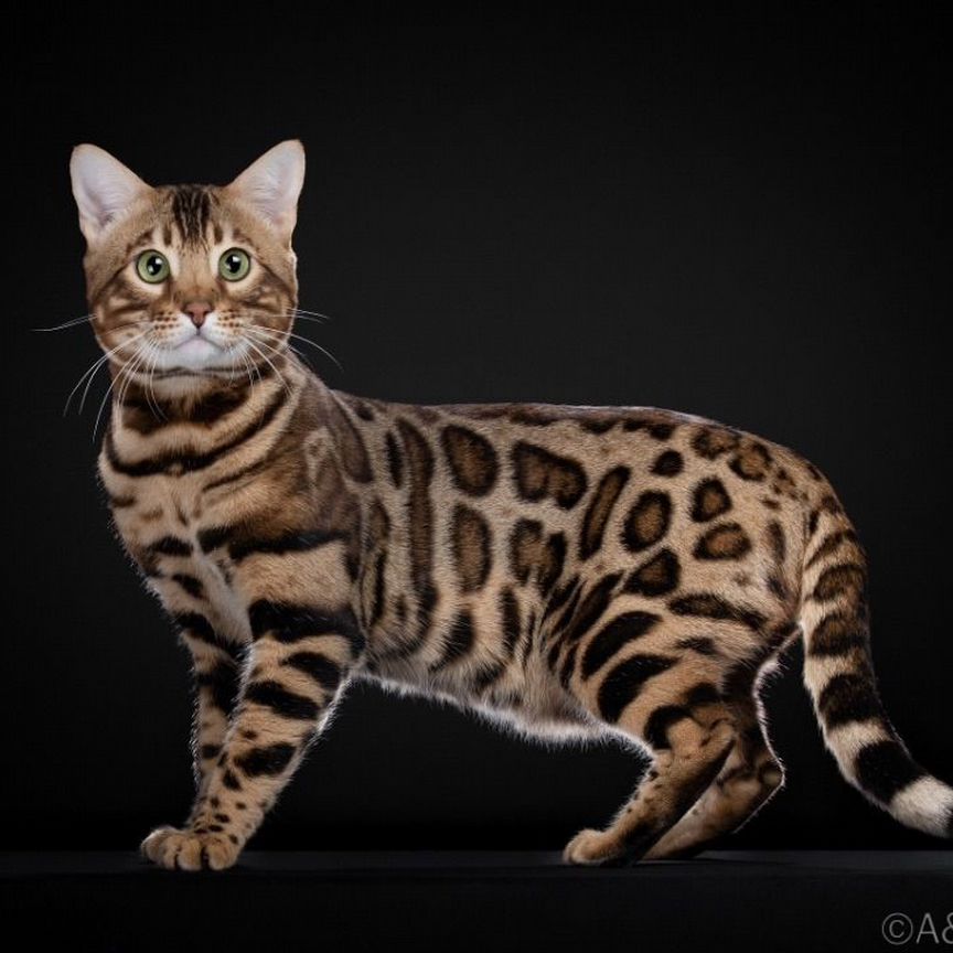 Бенгальская кошка