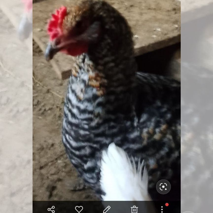 Домашние молодые петухи