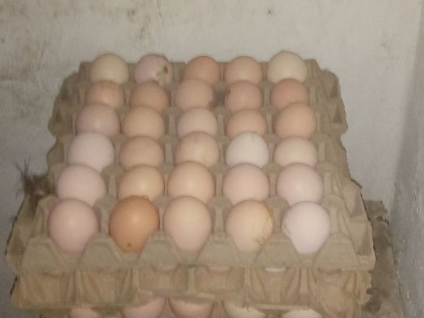Инкубационное яйцо