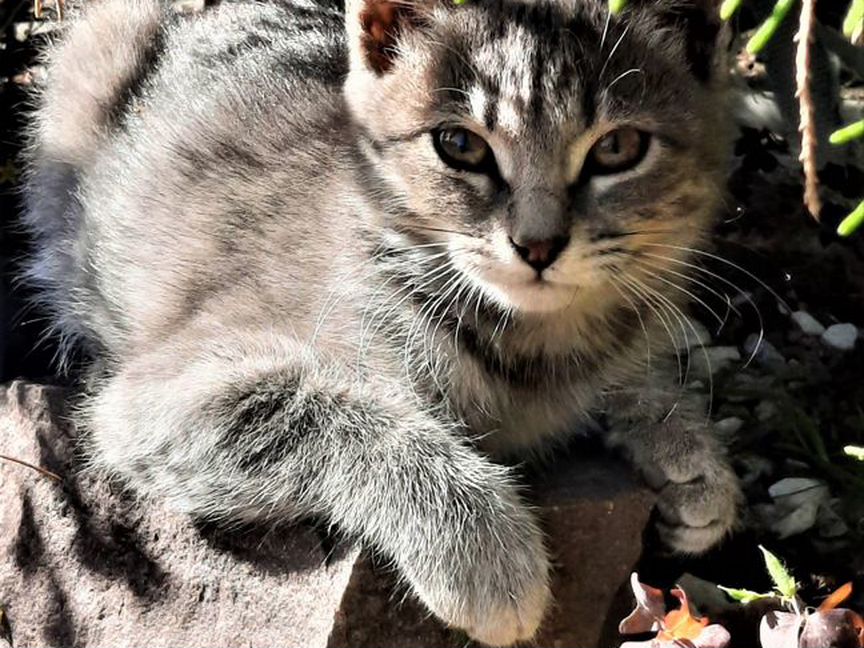 Крик души, помогите. Отдам в добрые руки