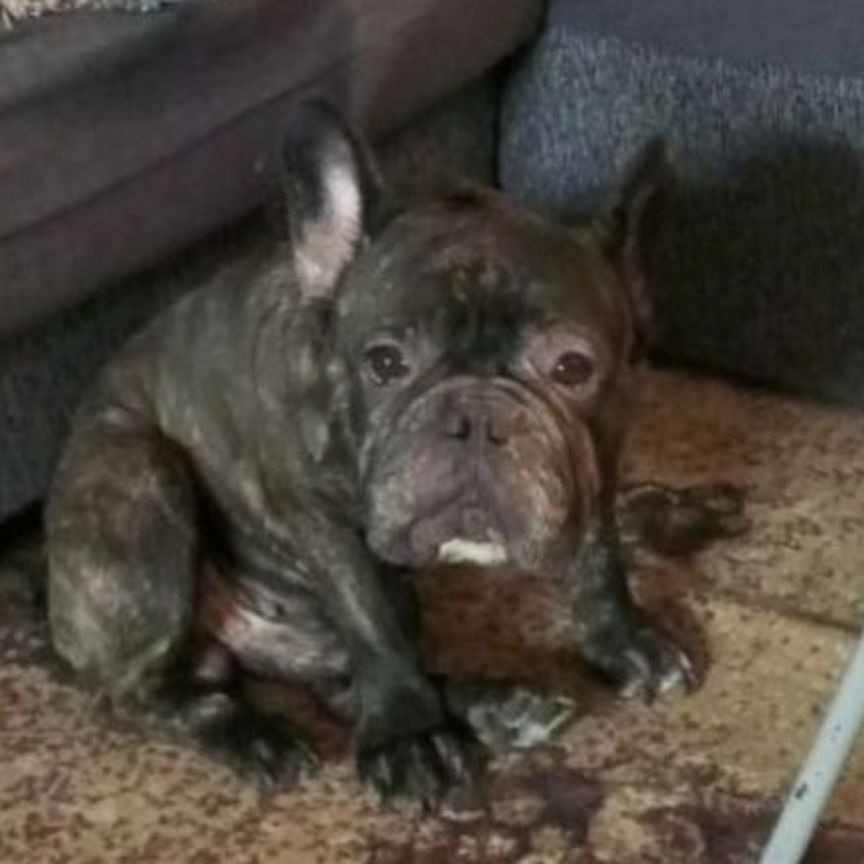 Французский бульдог, взрослый пёс