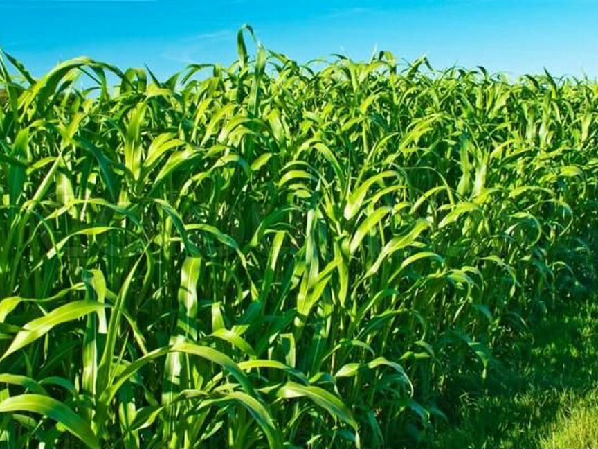 Семена суданской травы.Тимофеевки луговой