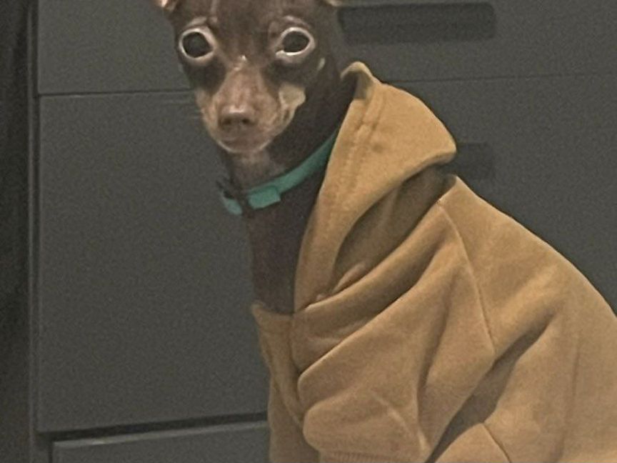 Мини той-терьер