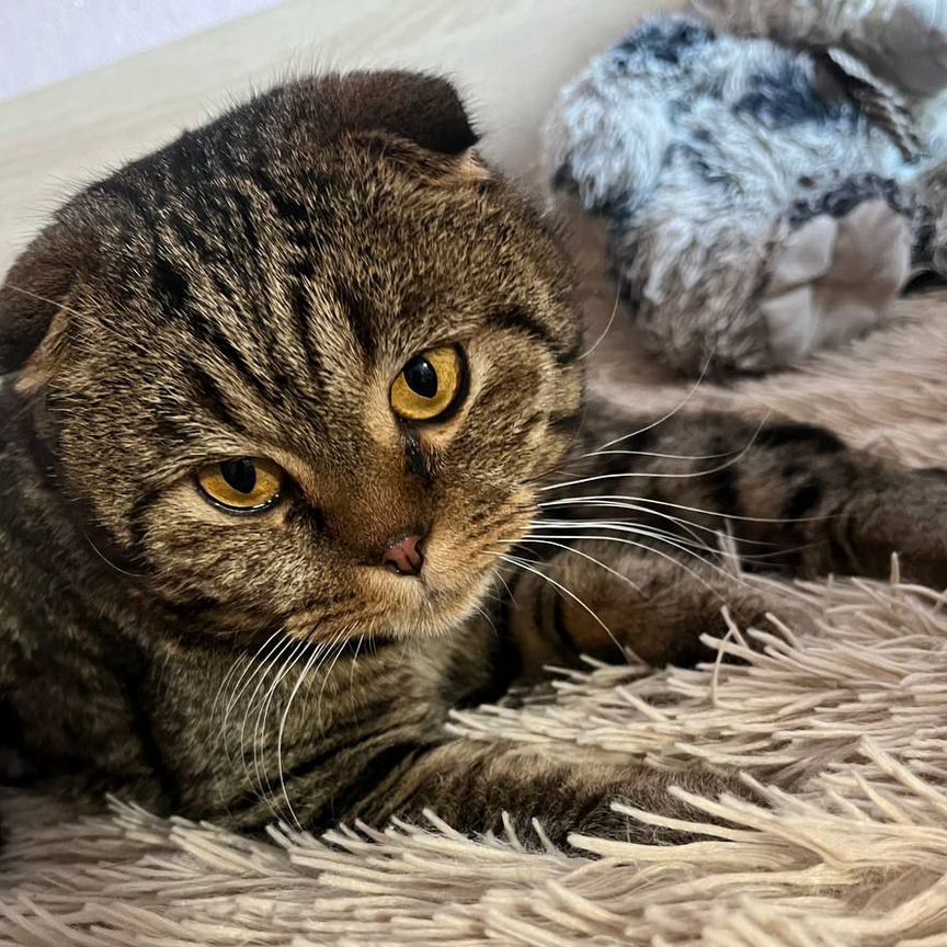 Кот в добрые руки
