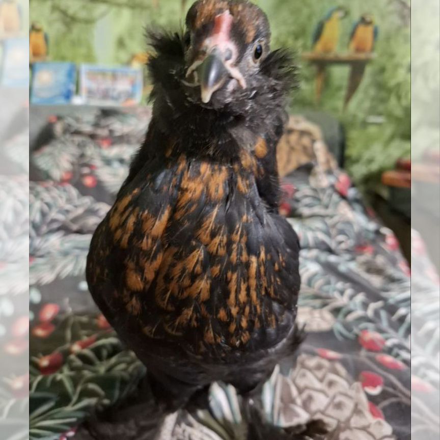 Молодые петухи