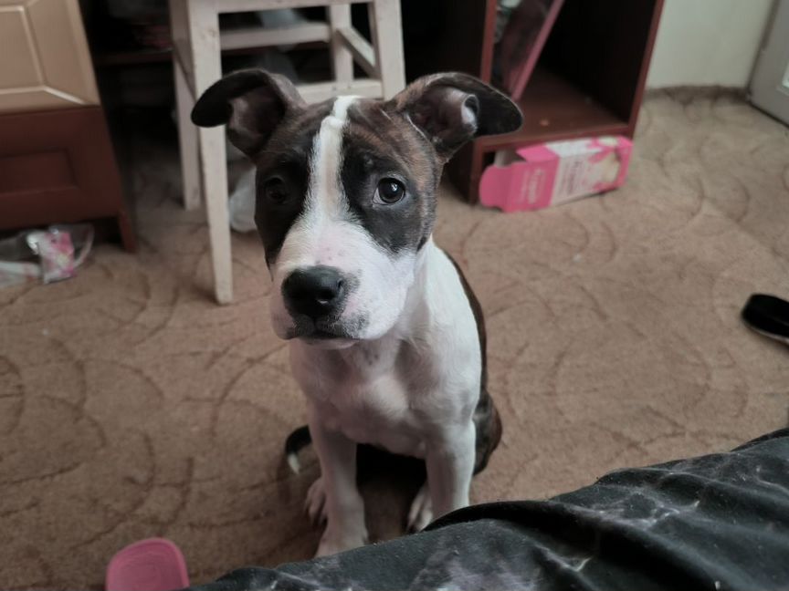 Щенок стаффордширского терьера