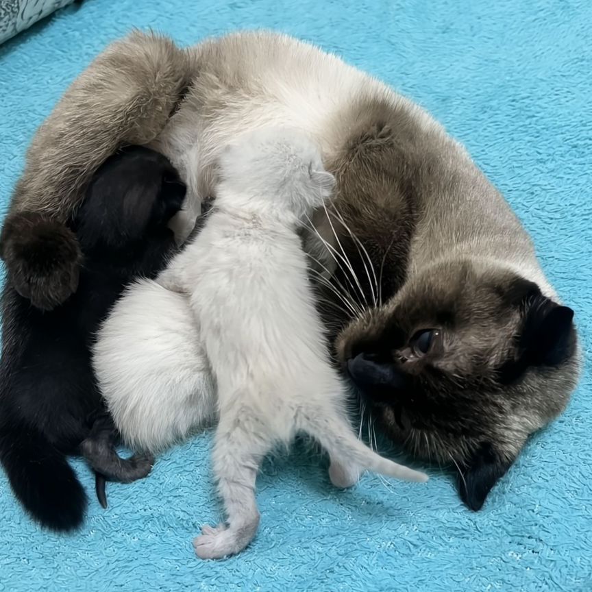 Тайский котёнок