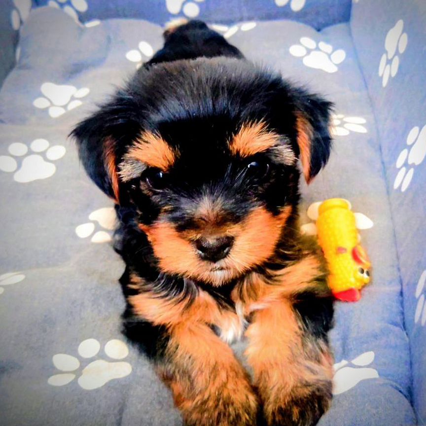 Йоркширский терьер, щенок
