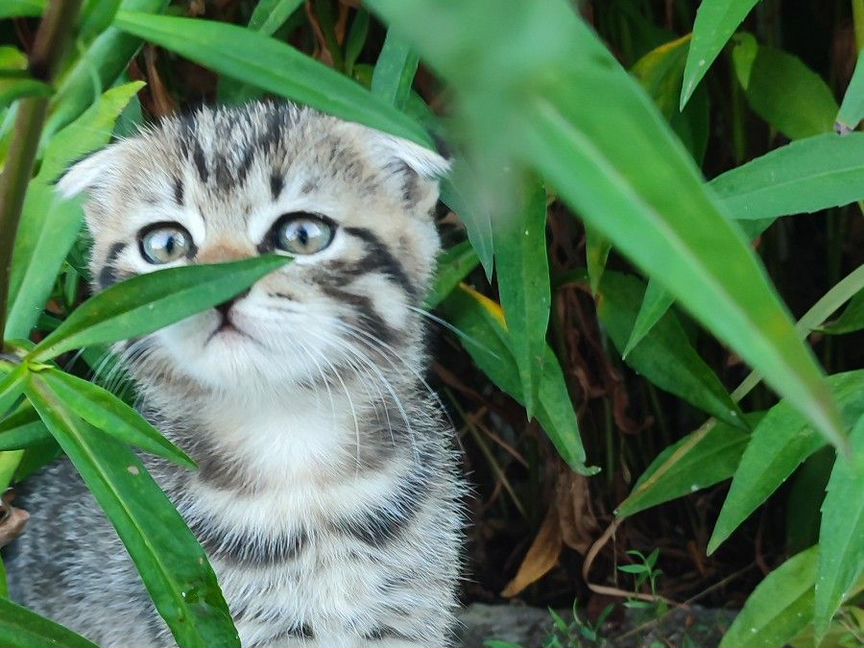 Котёнок котята