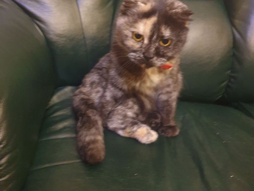 Шотландская кошечка