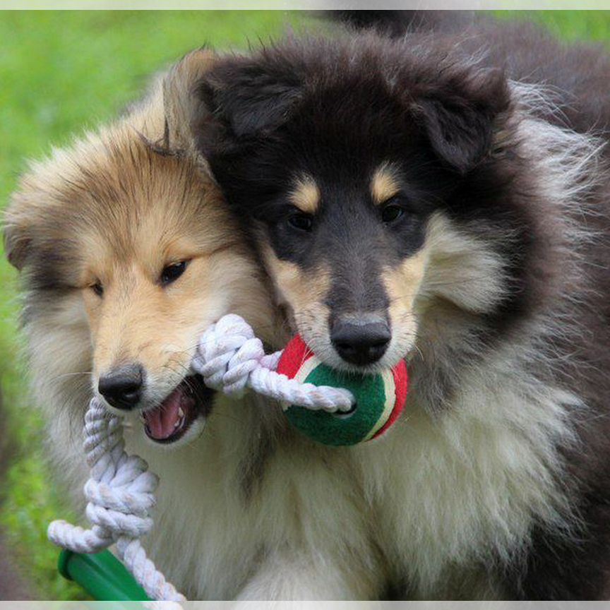 Колли щенки