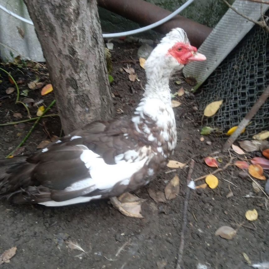 Индоутаки тяжёлая линия красный бык на Новый год