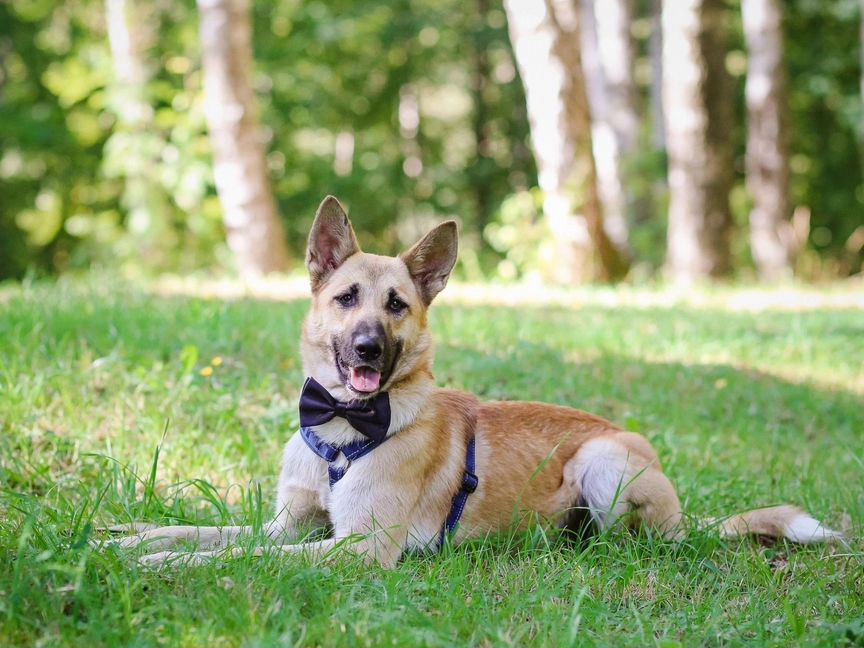 Собака в добрые руки