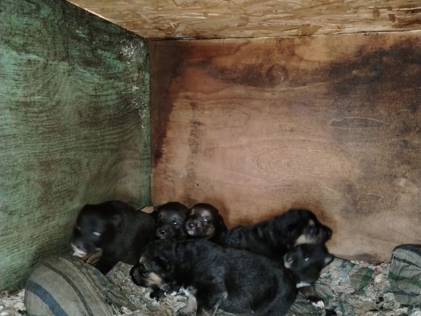 Щенки немецкой овчарки черные