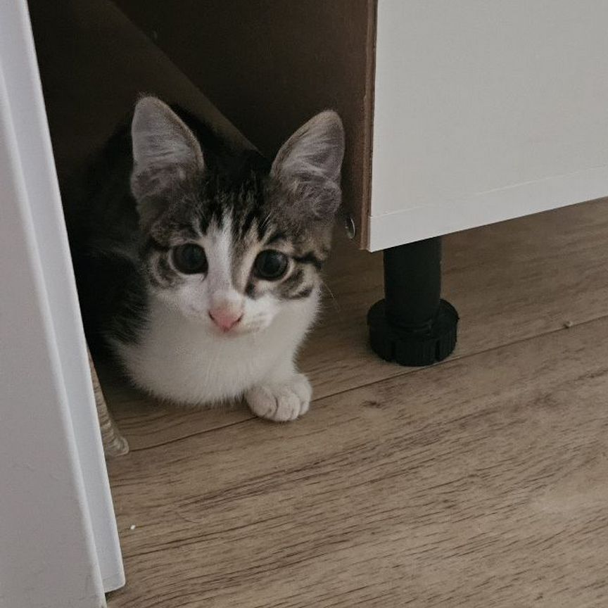 Котик Барсик