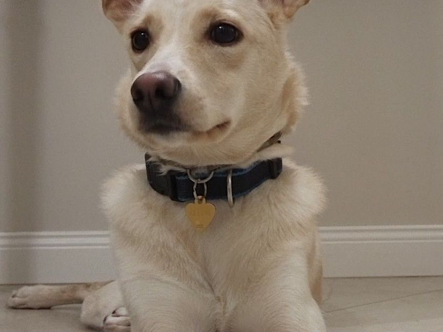 Собака ищет дом