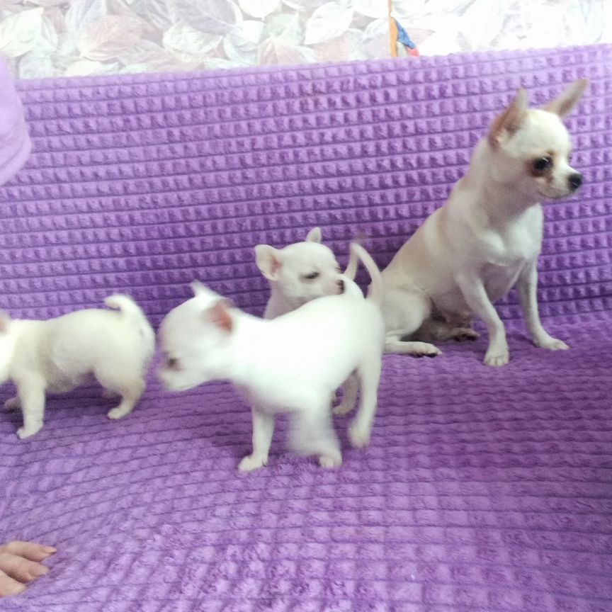 Чихуахуа, щенок