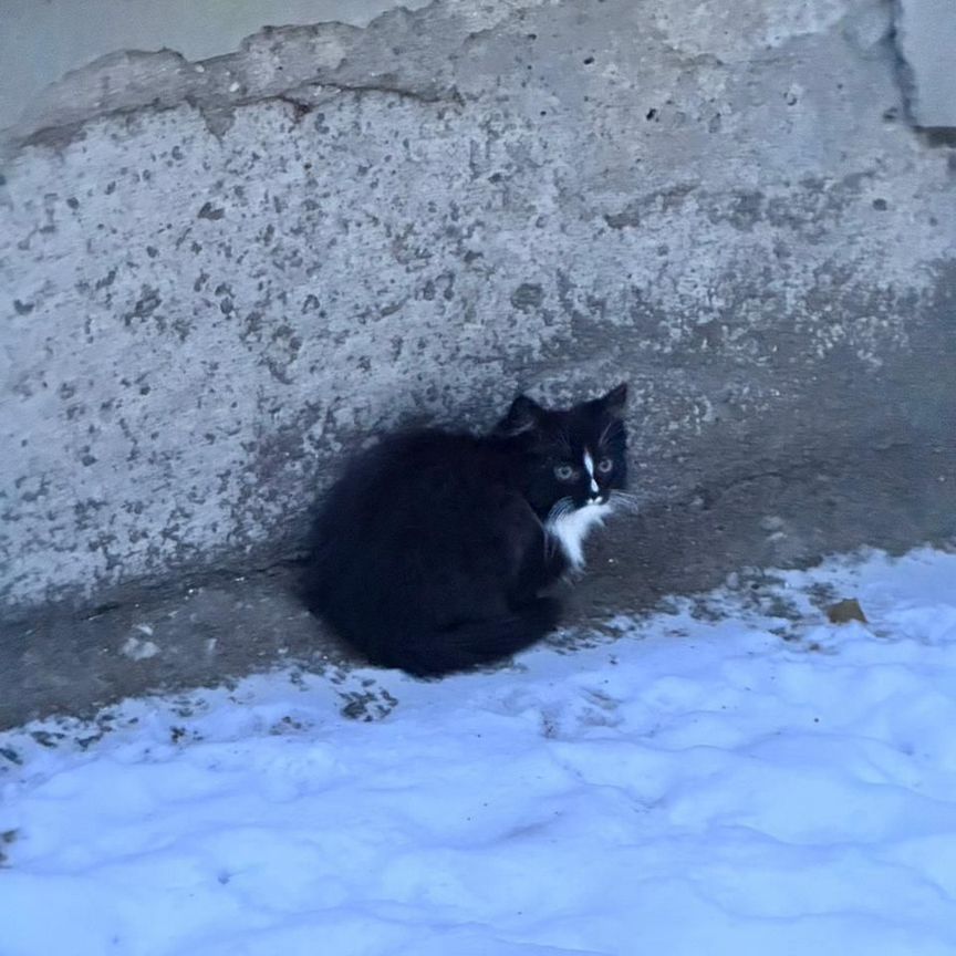 Котята в добрые руки бесплатно