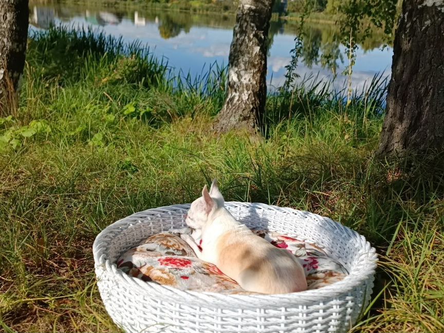 Мастер класс Лежанка для животных