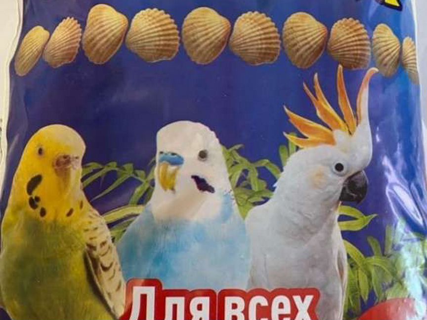 Морская ракушка