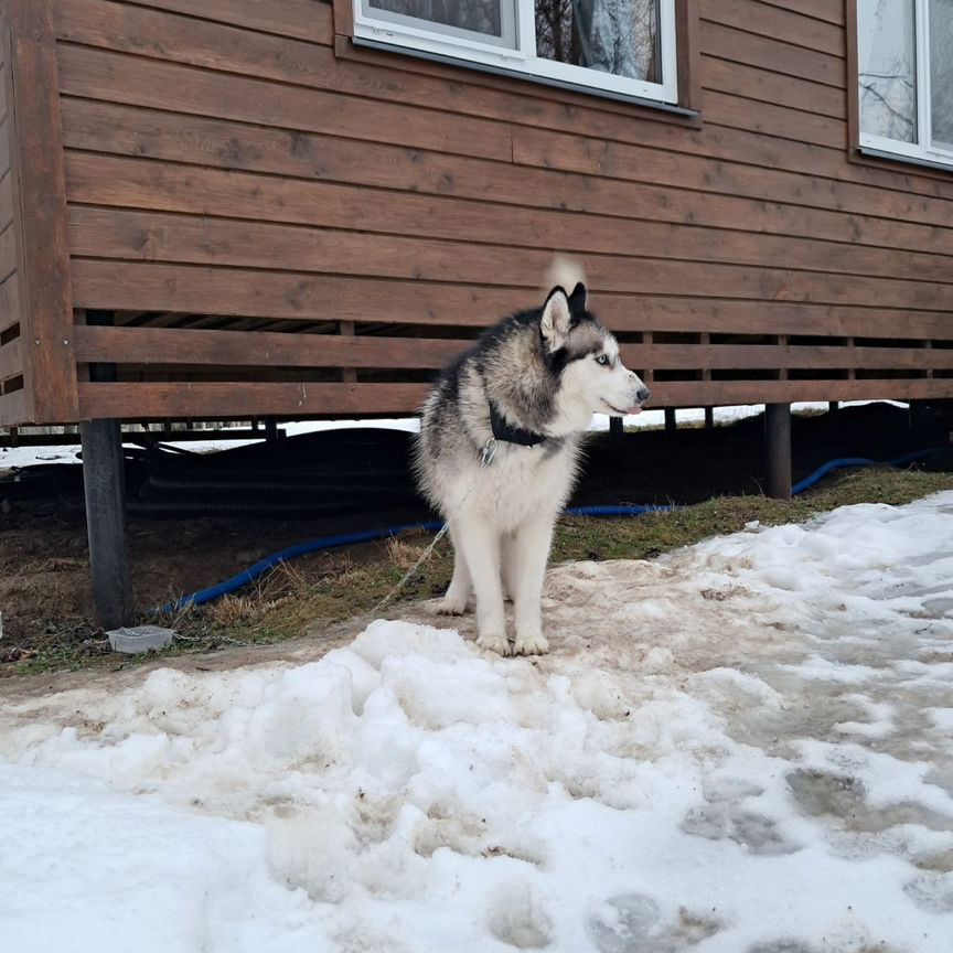 Отдам бесплатно Хаски