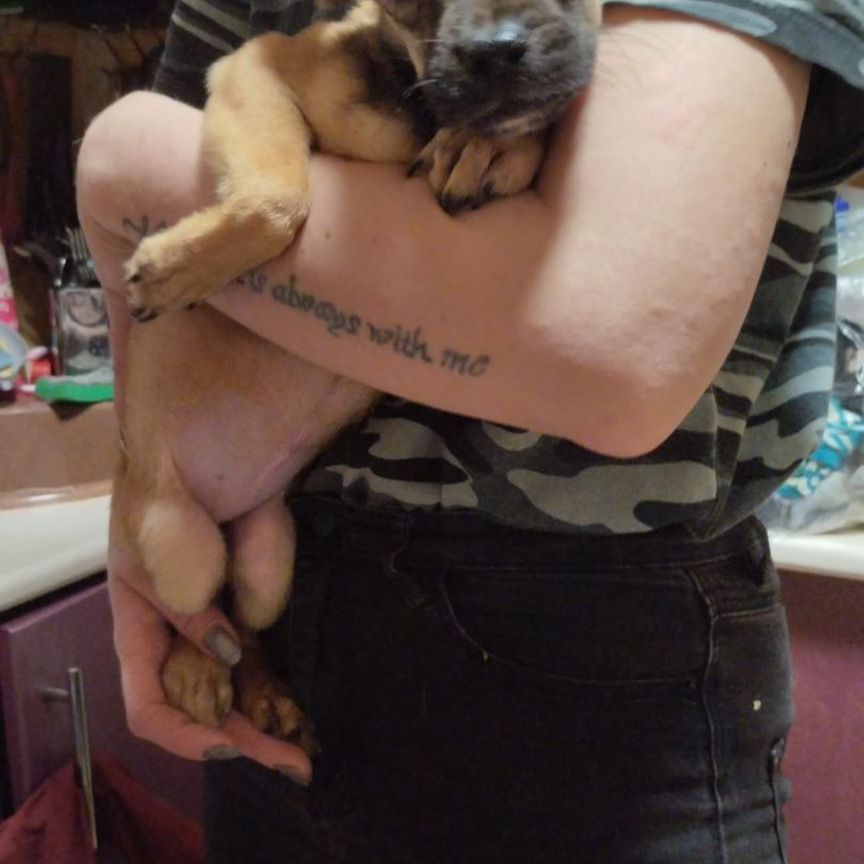 Щенки в добрые руки