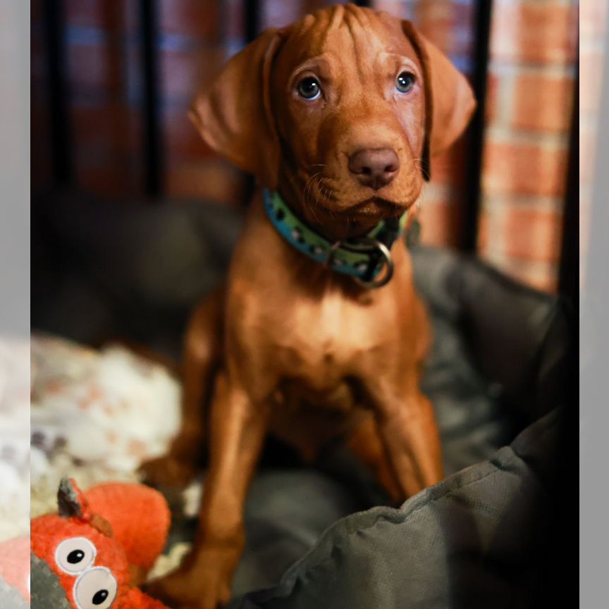 Венгерская выжла, щенок