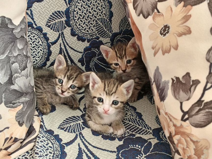 Котята в добрые руки за шоколадку