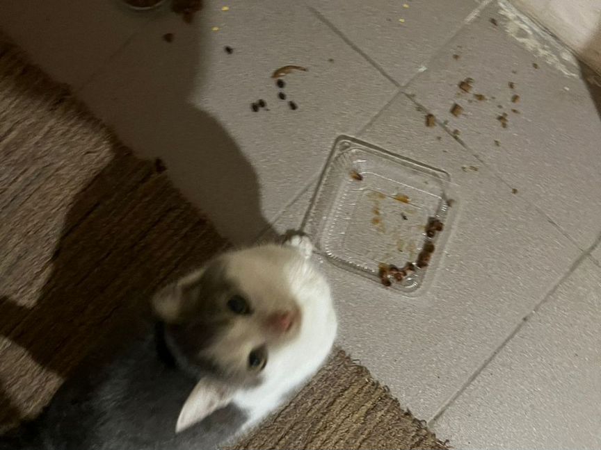 Избили кошку и бросили в подьезд в Зелёной Роще