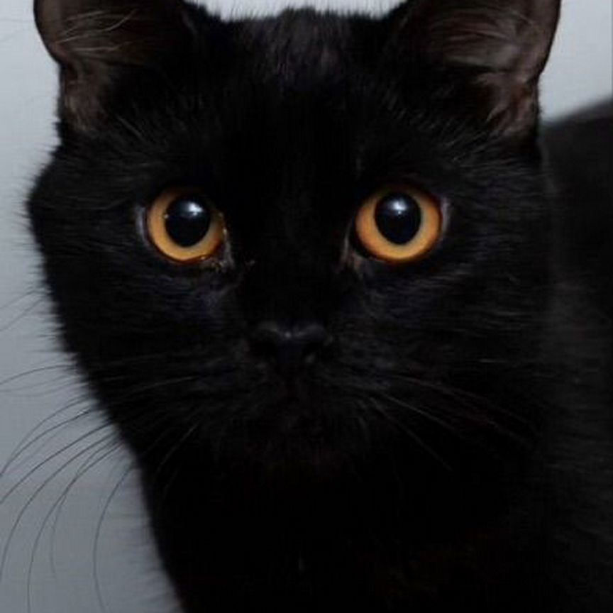 Черная кошечка Шанель ищет дом