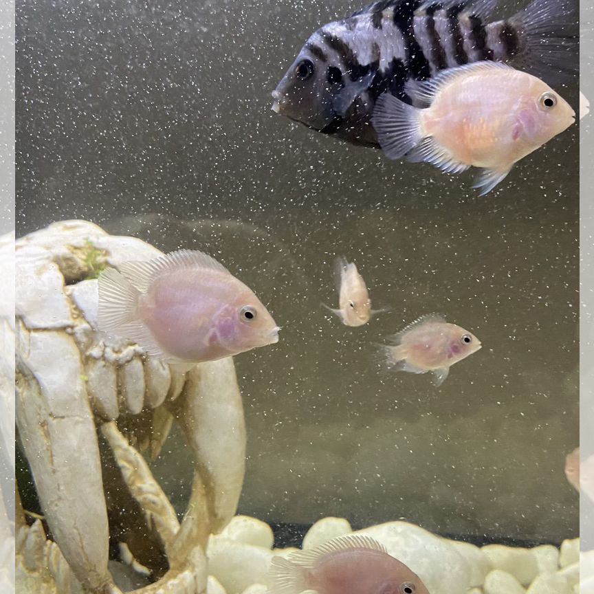 Цихлиды (цихлазома) фламинго