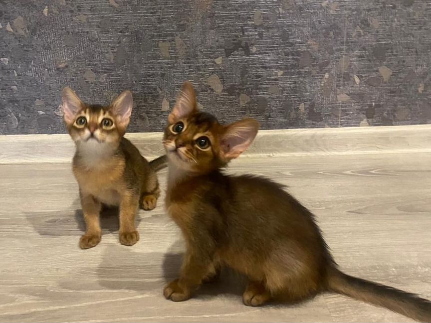 Абиссинская,Сомали