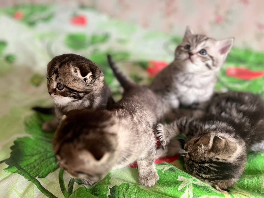 Коьята шотландкие