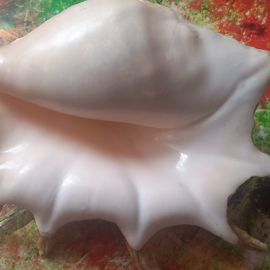 Морская раковина Лямбис, СССР