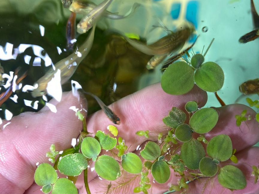 Пистия для аквариума