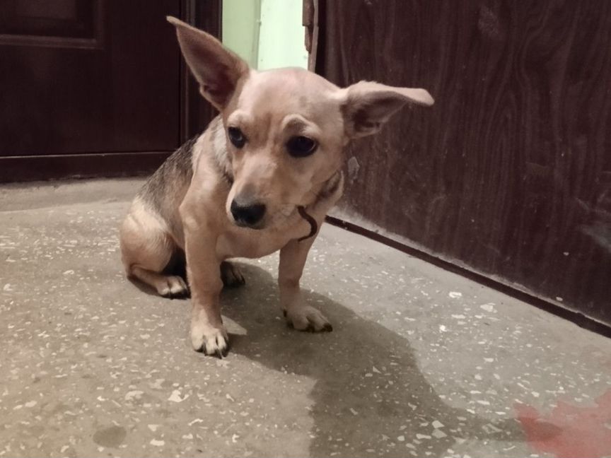 Маленькая собака в добрые руки