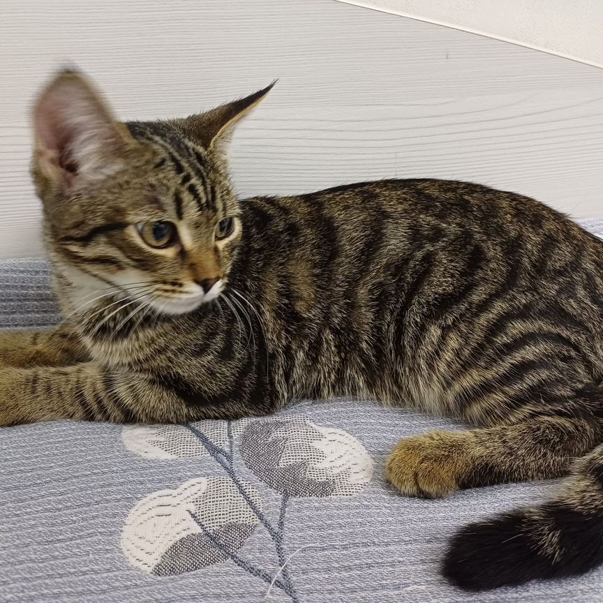 Отдам котенка в добрые руки