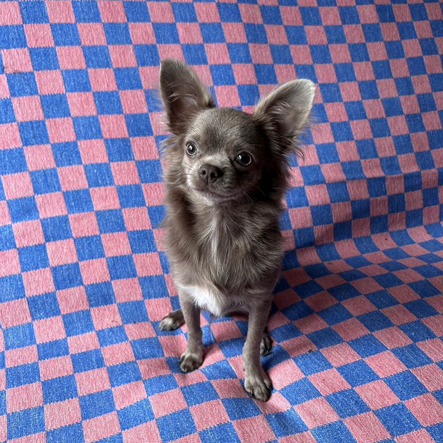 Чихуахуа лиловый