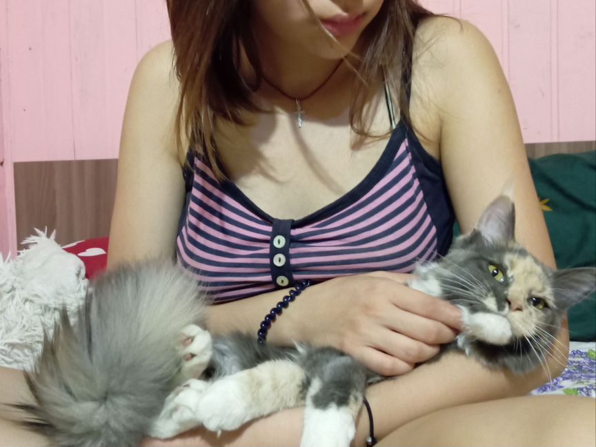 Котята мэйн кун