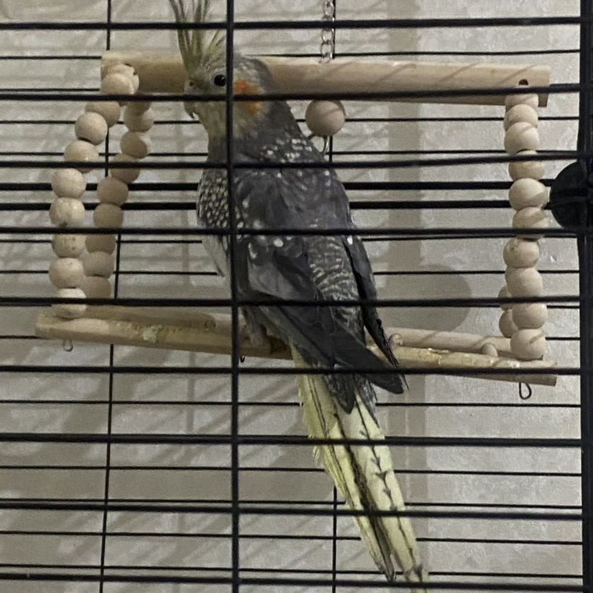 Попугай корелла птенец