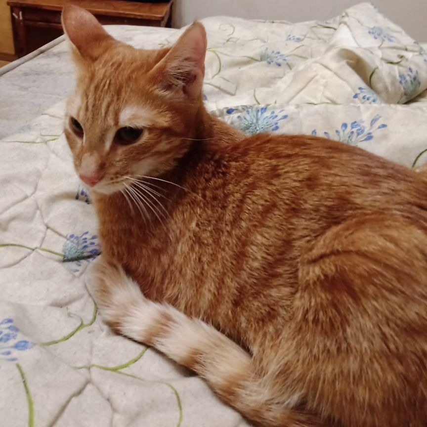 Рыжий котик ищет дом