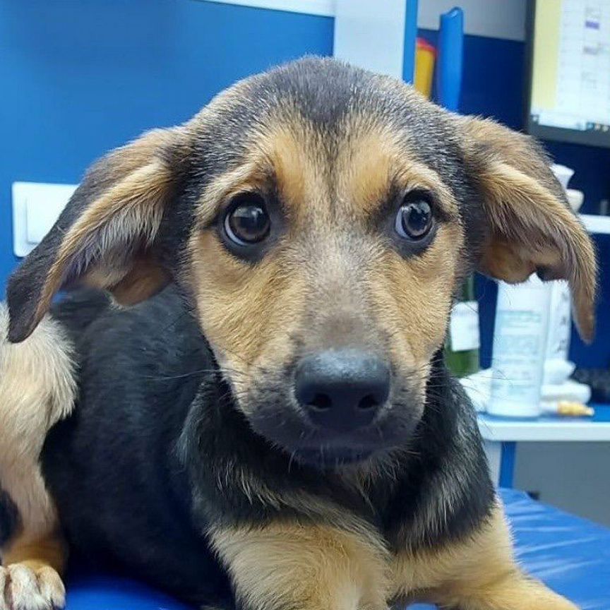 Щенок Эльза ищет дом